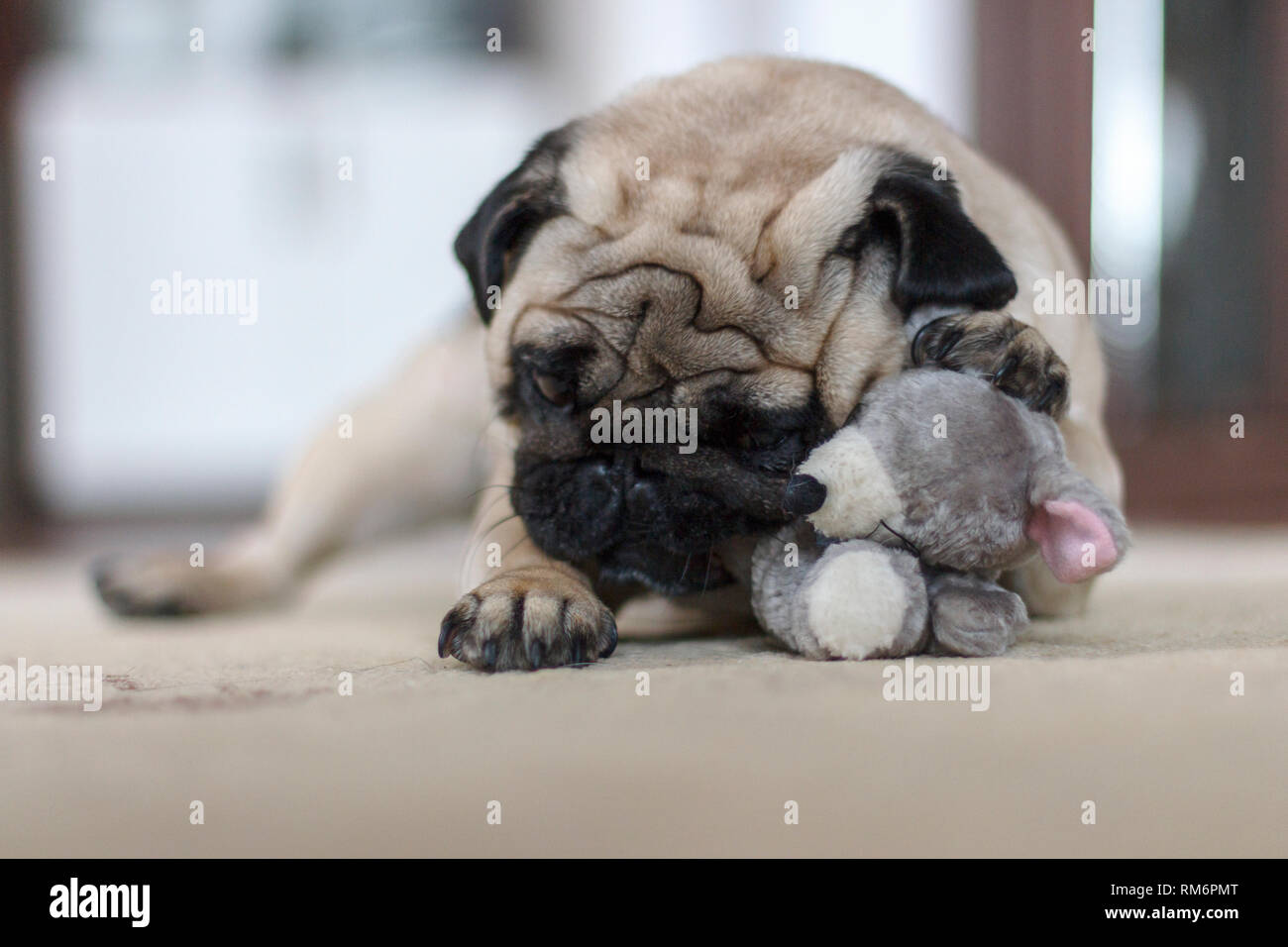 Funny pug dog playing with a plush toy mouse Stock Photo - Alamy