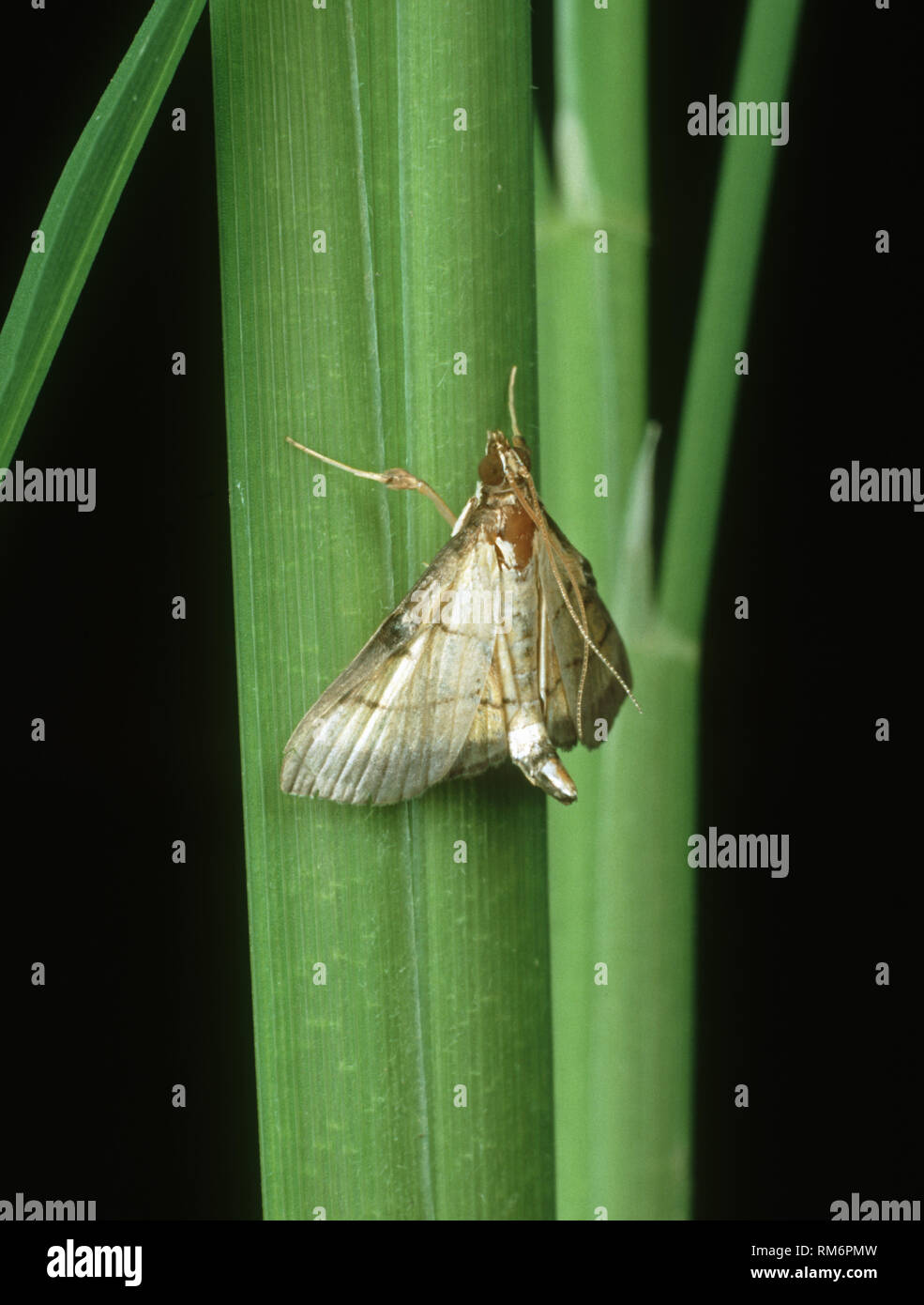 Rice leaf folder (Cnaphalocrocis medinalis) moth of pest species on ...