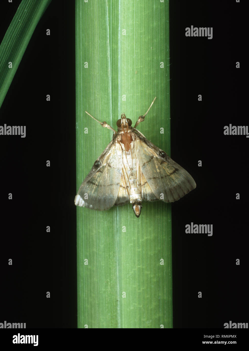 Pest species hi-res stock photography and images - Alamy