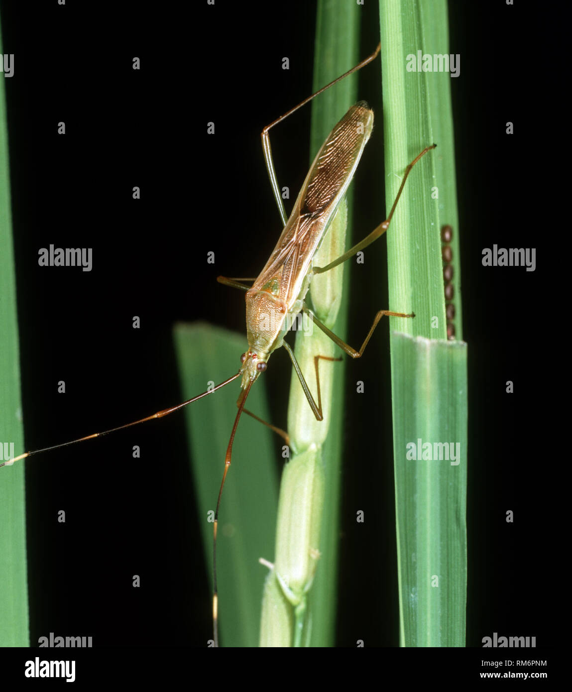 Leptocorisa hi-res stock photography and images - Alamy