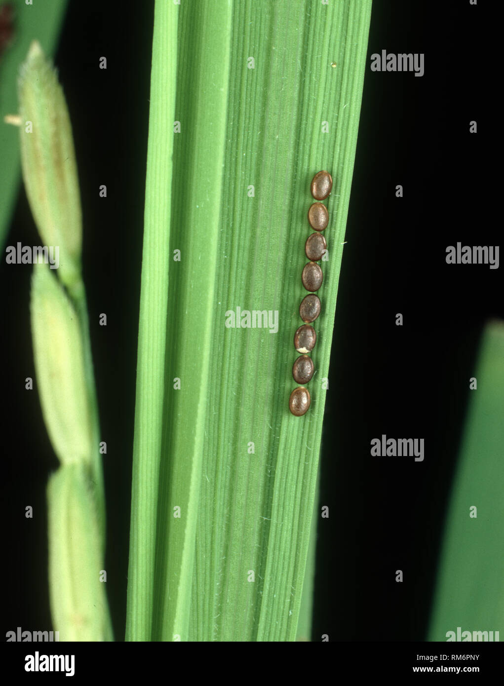 Leptocorisa hi-res stock photography and images - Alamy