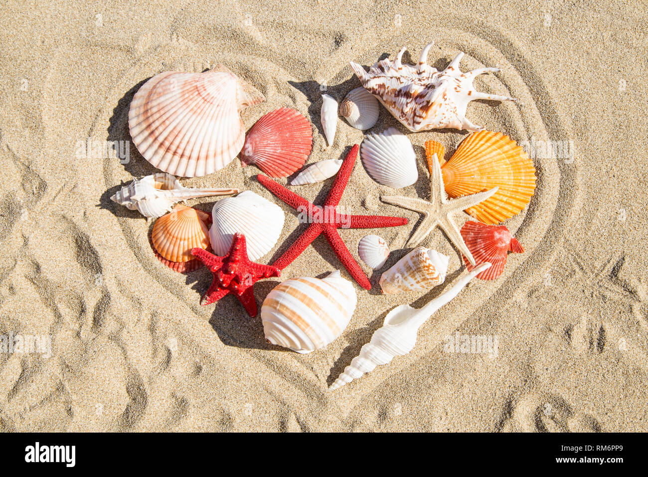 Starfish collection hi-res stock photography and images - Alamy
