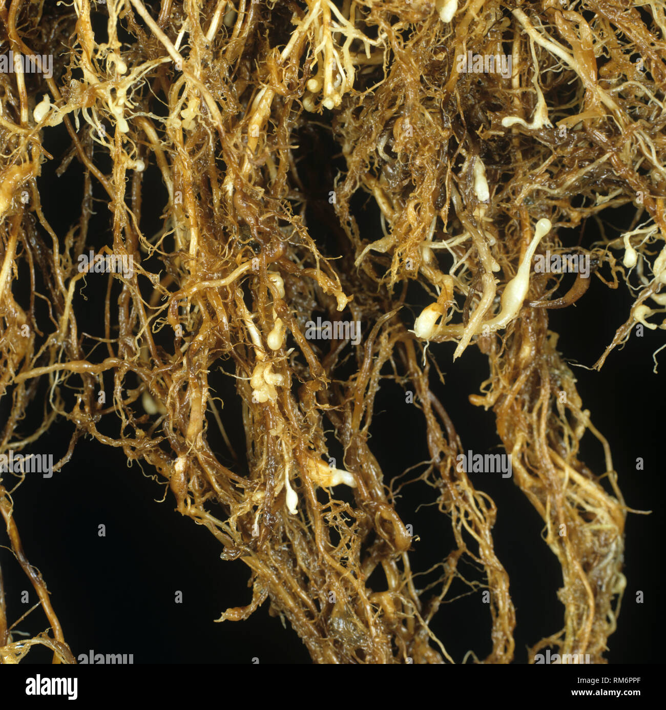 Rice Pest Damage High Resolution Stock Photography and Images - Alamy