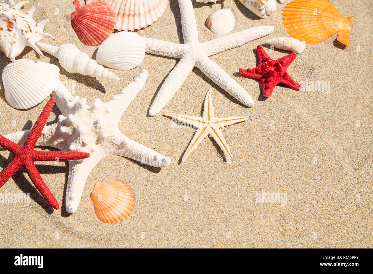 Seashells and starfish collection on beach sand Stock Photo - Alamy