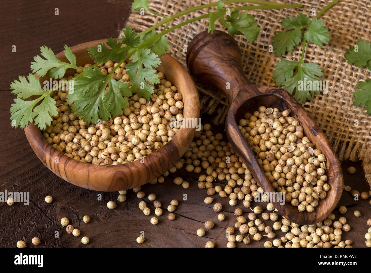 Coriander seeds and leaves Stock Photo - Alamy