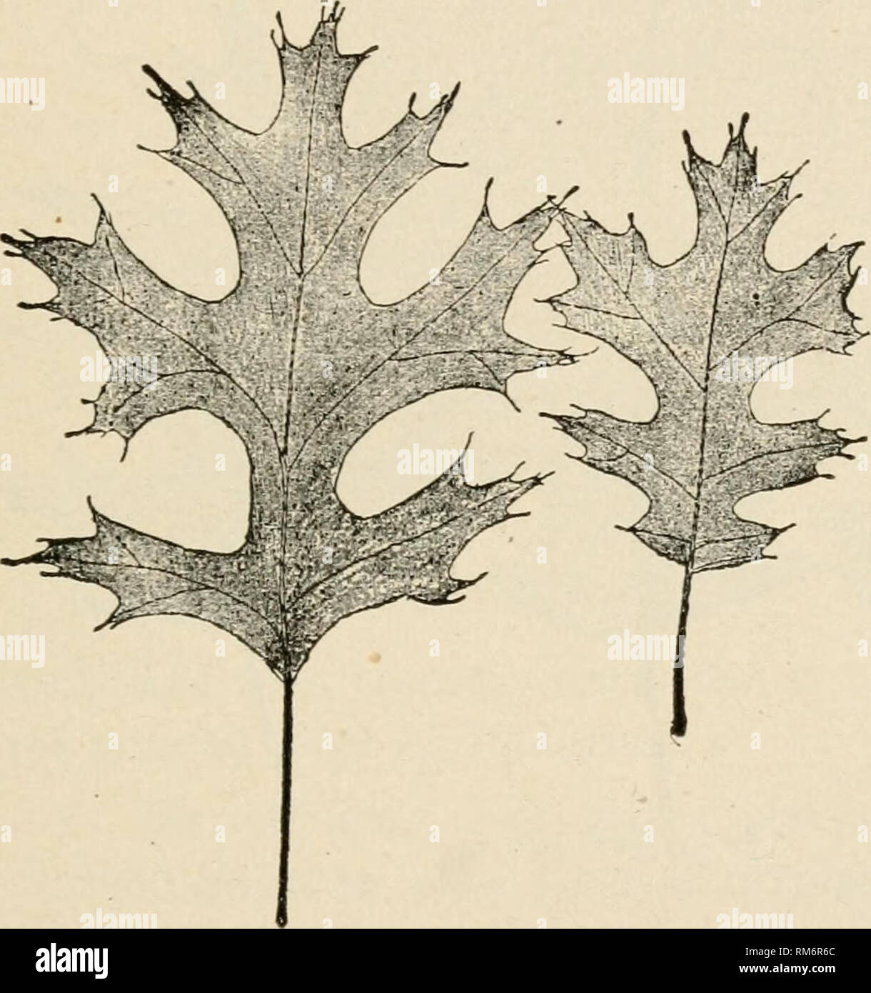 Rounded leaf sinuses hi-res stock photography and images - Alamy