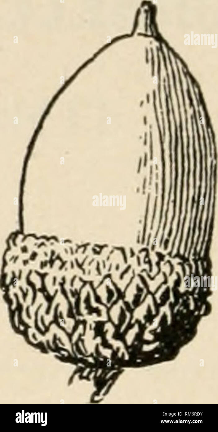 Rounded leaf sinuses hi-res stock photography and images - Alamy