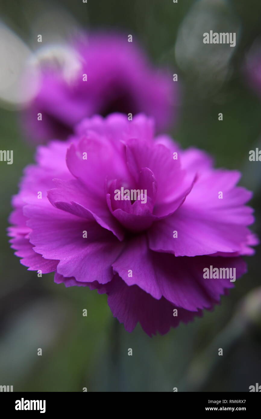Purple carnation pinks flower in garden Stock Photo - Alamy