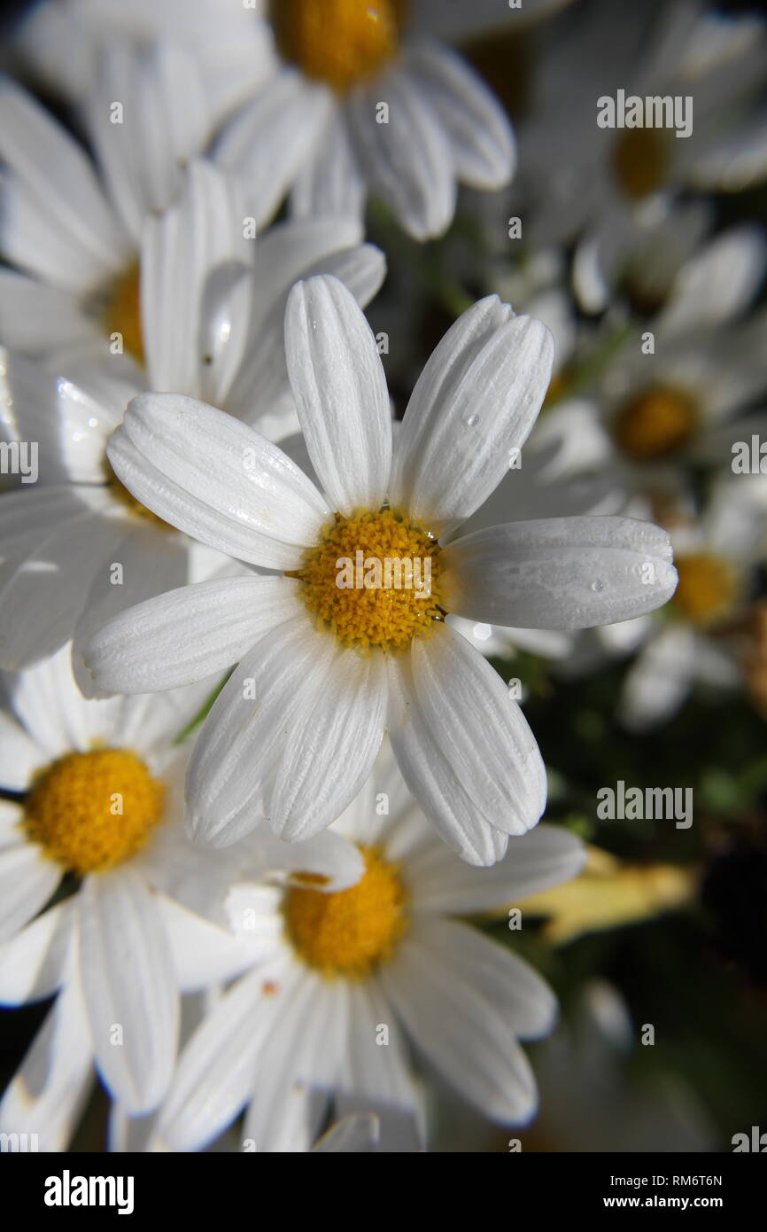 Giant Daisies in Flower Stock Photo - Alamy