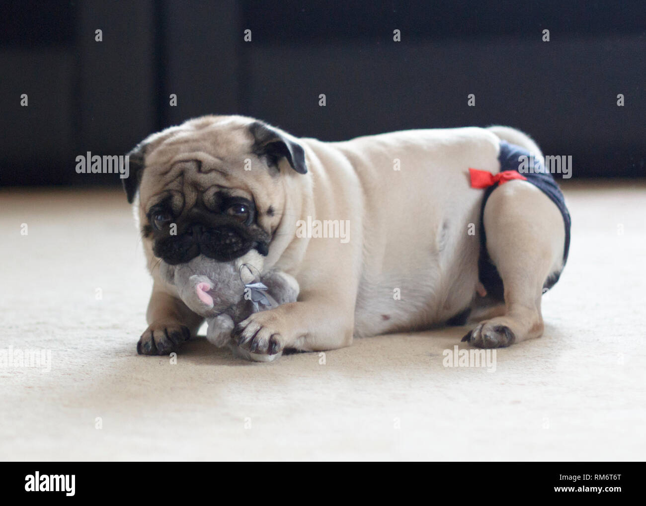 Funny pug dog playing with a plush toy mouse Stock Photo - Alamy