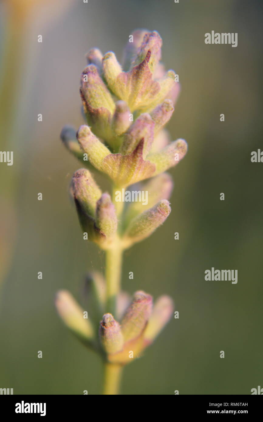 Single Lavender flower growing in garden Stock Photo - Alamy