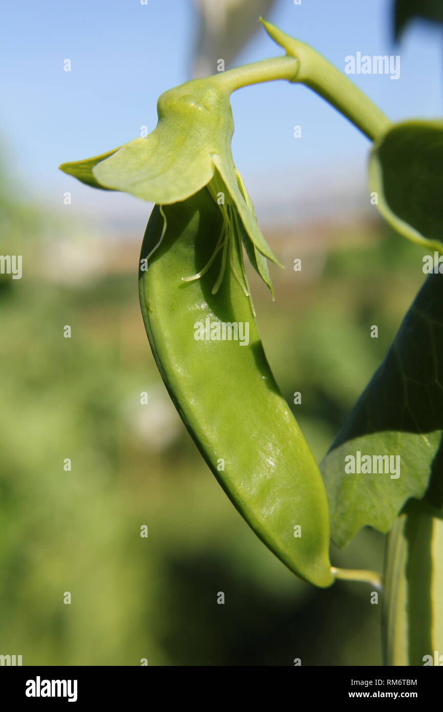 Mangetout plant hi-res stock photography and images - Alamy