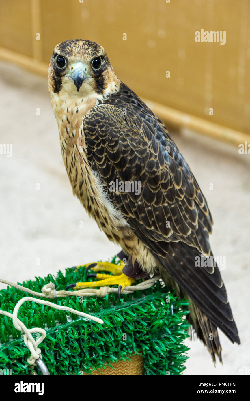 Qatar doha falcon market hi-res stock photography and images - Alamy