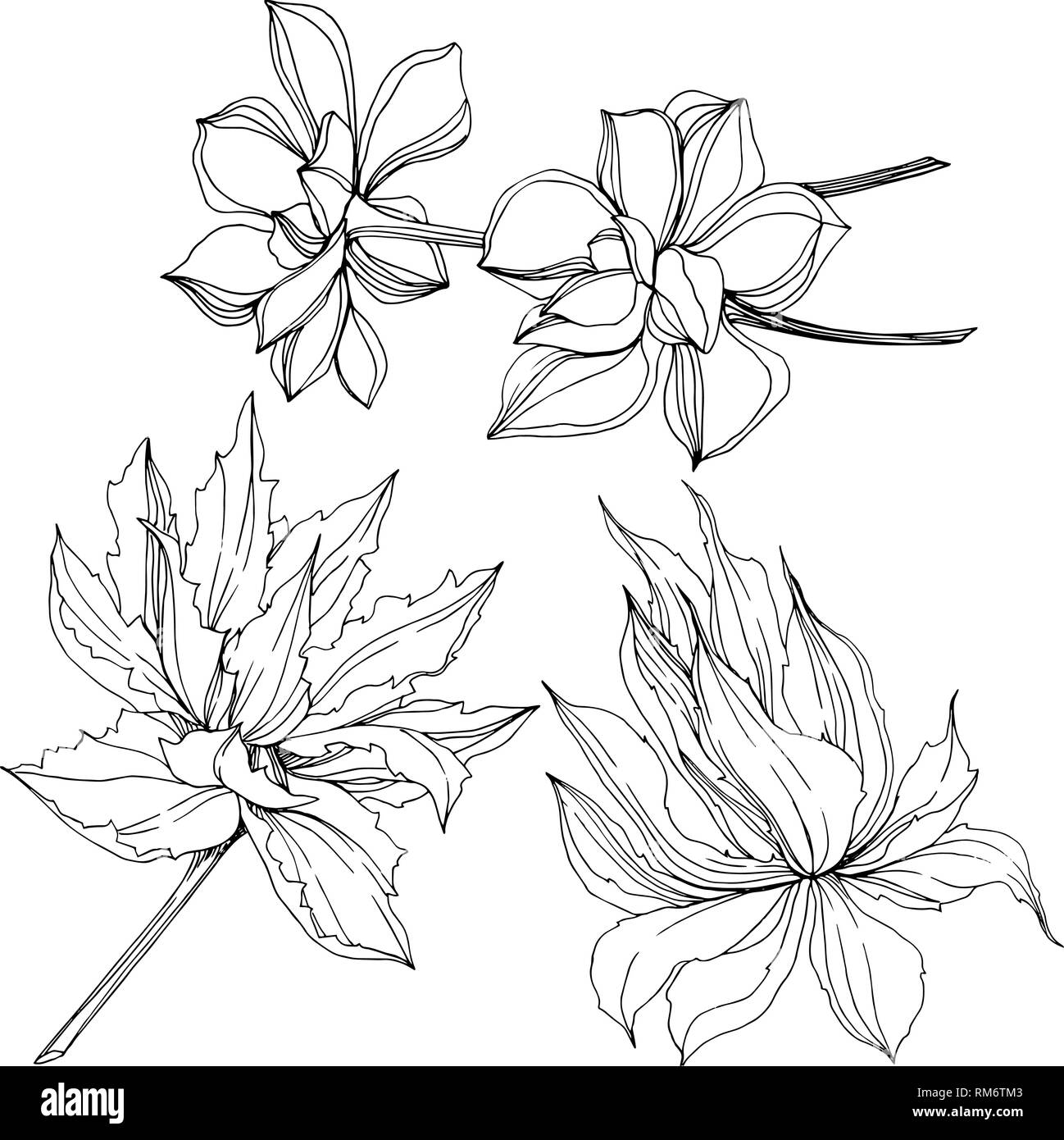 Black succulents Stock Vector Images - Alamy