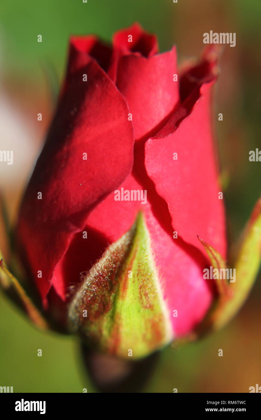 Red rosebud Rose in sunshine Stock Photo - Alamy