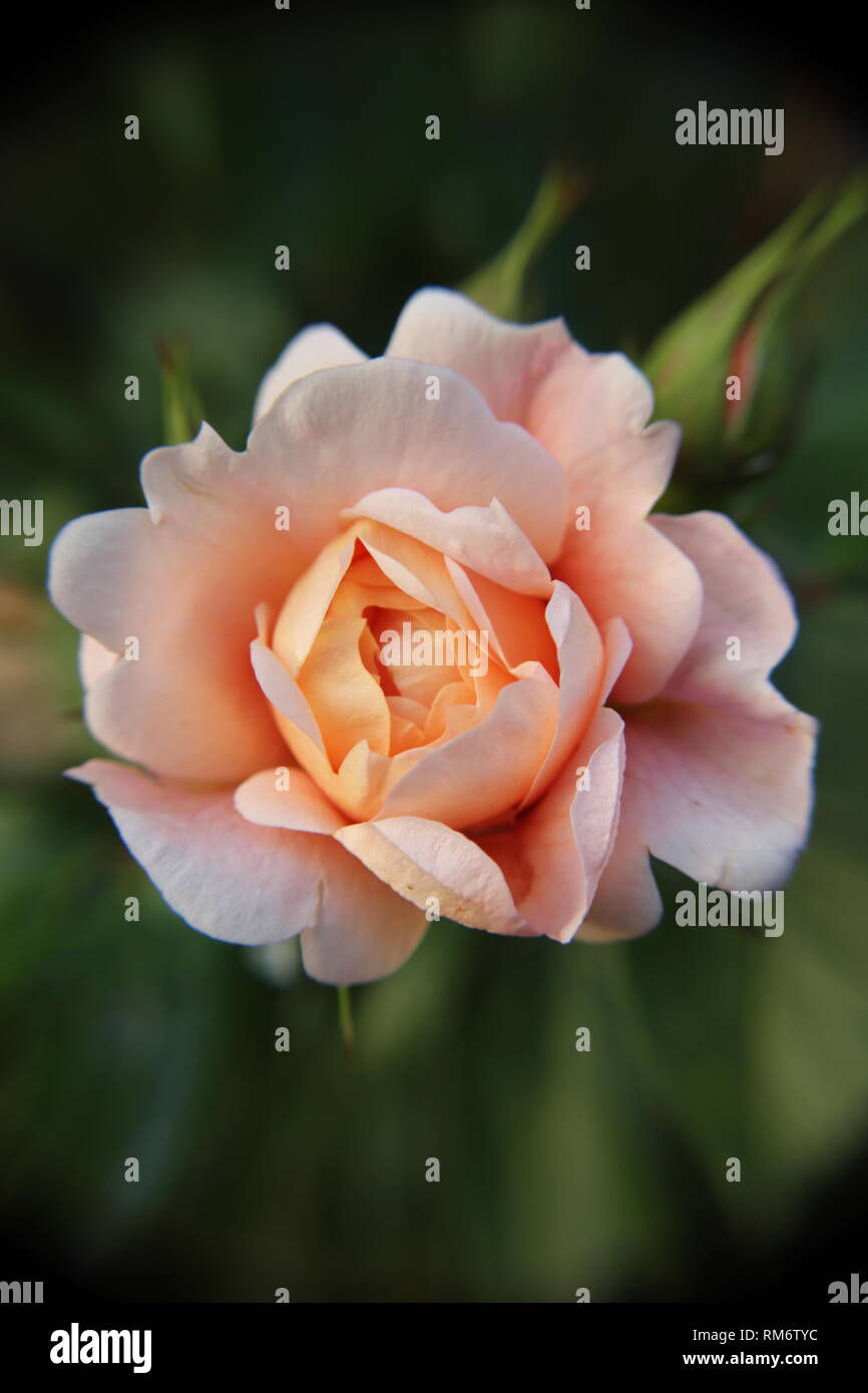 Rose from above hi-res stock photography and images - Alamy