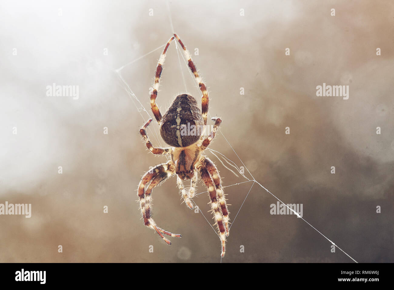 Spider with spiderweb hi-res stock photography and images - Alamy