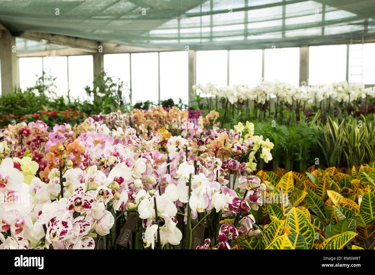 Greenhouse interior orchids hi-res stock photography and images - Alamy