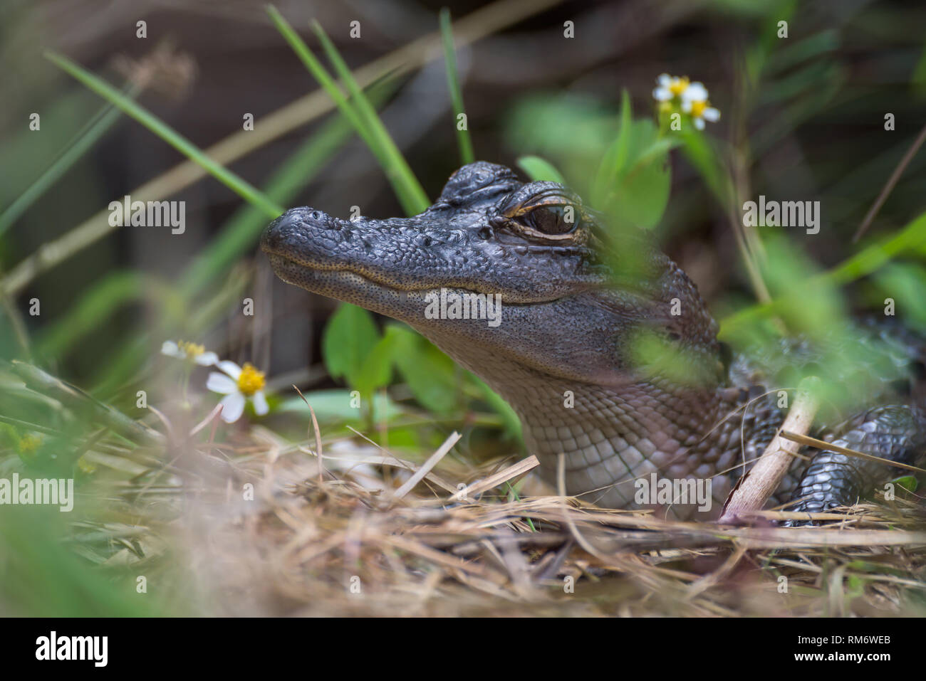 Alligator point hi-res stock photography and images - Alamy