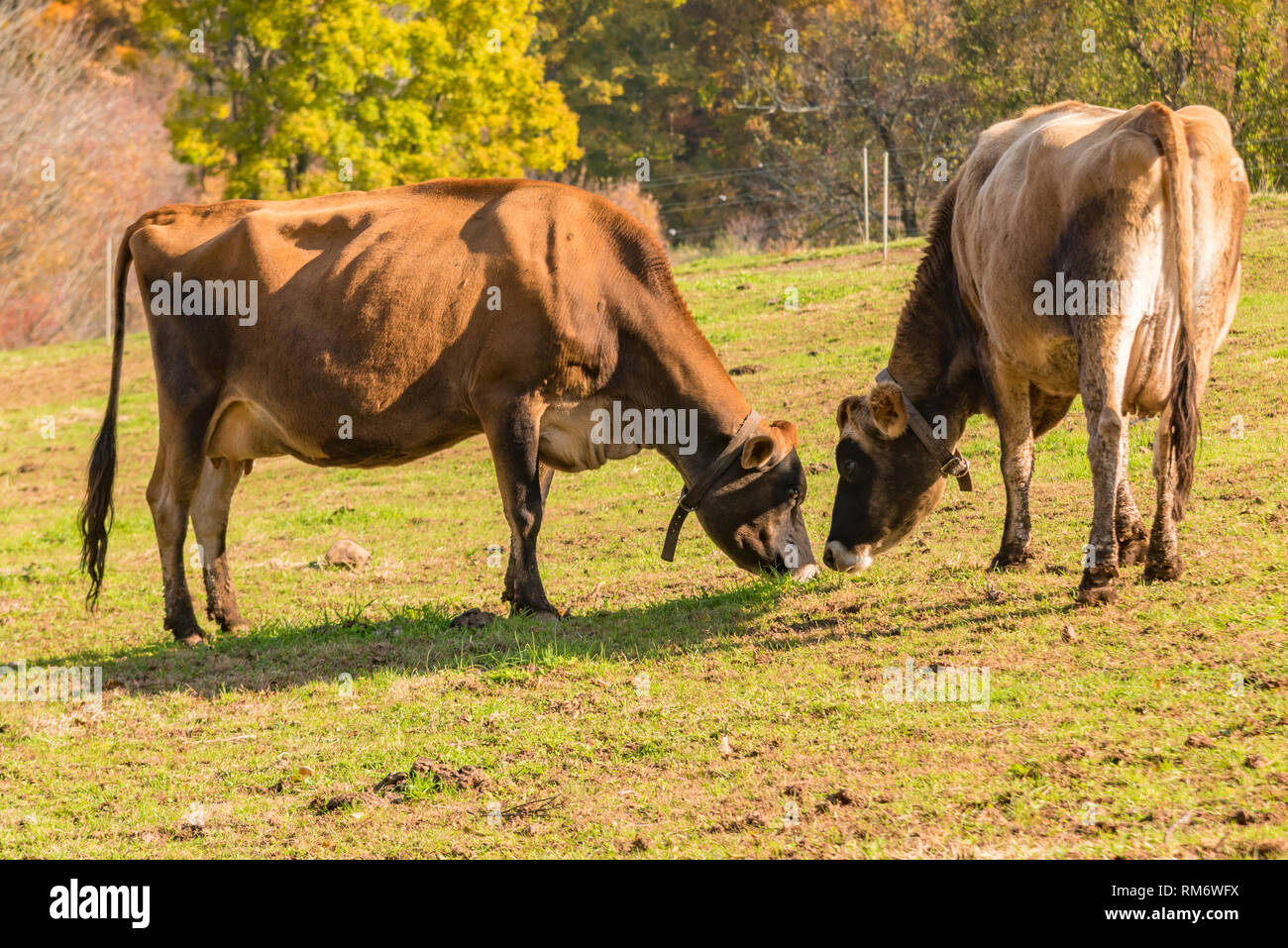 Two Jersey cows greeting each other in a sunlit field Stock Photo - Alamy