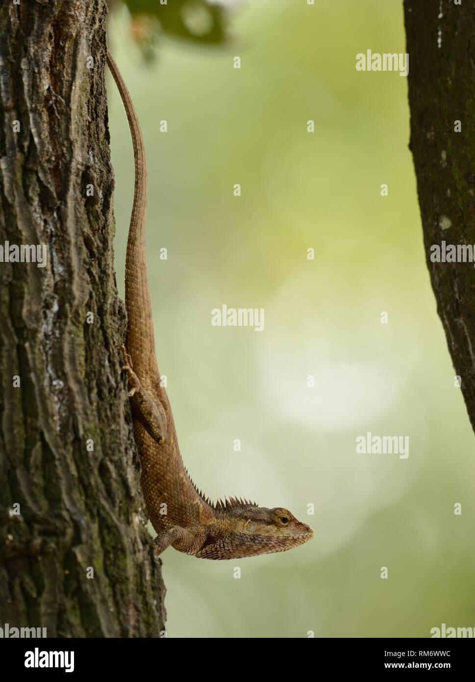 Blue crested lizard hi-res stock photography and images - Alamy