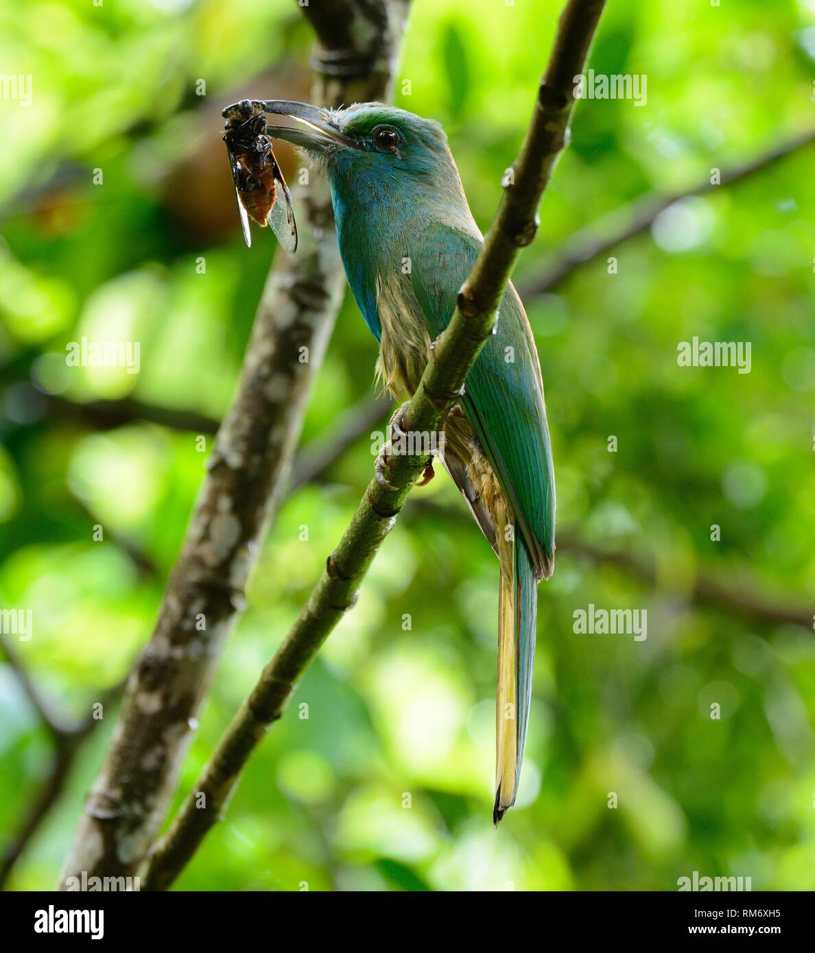 Blue bearded bee eater bird hi-res stock photography and images - Alamy