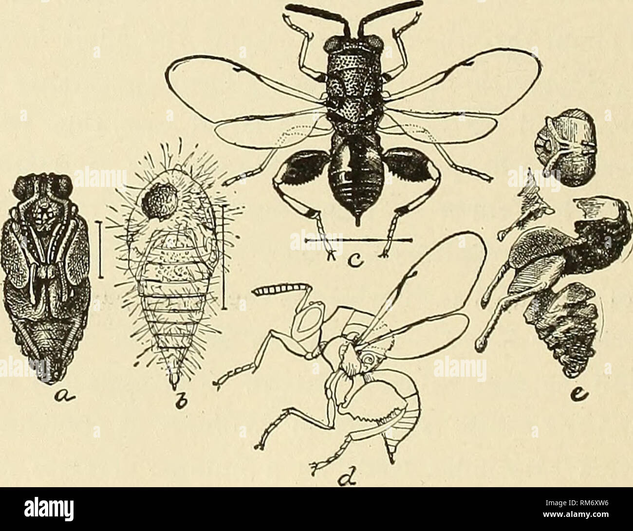 Hibernating birds hi-res stock photography and images - Alamy