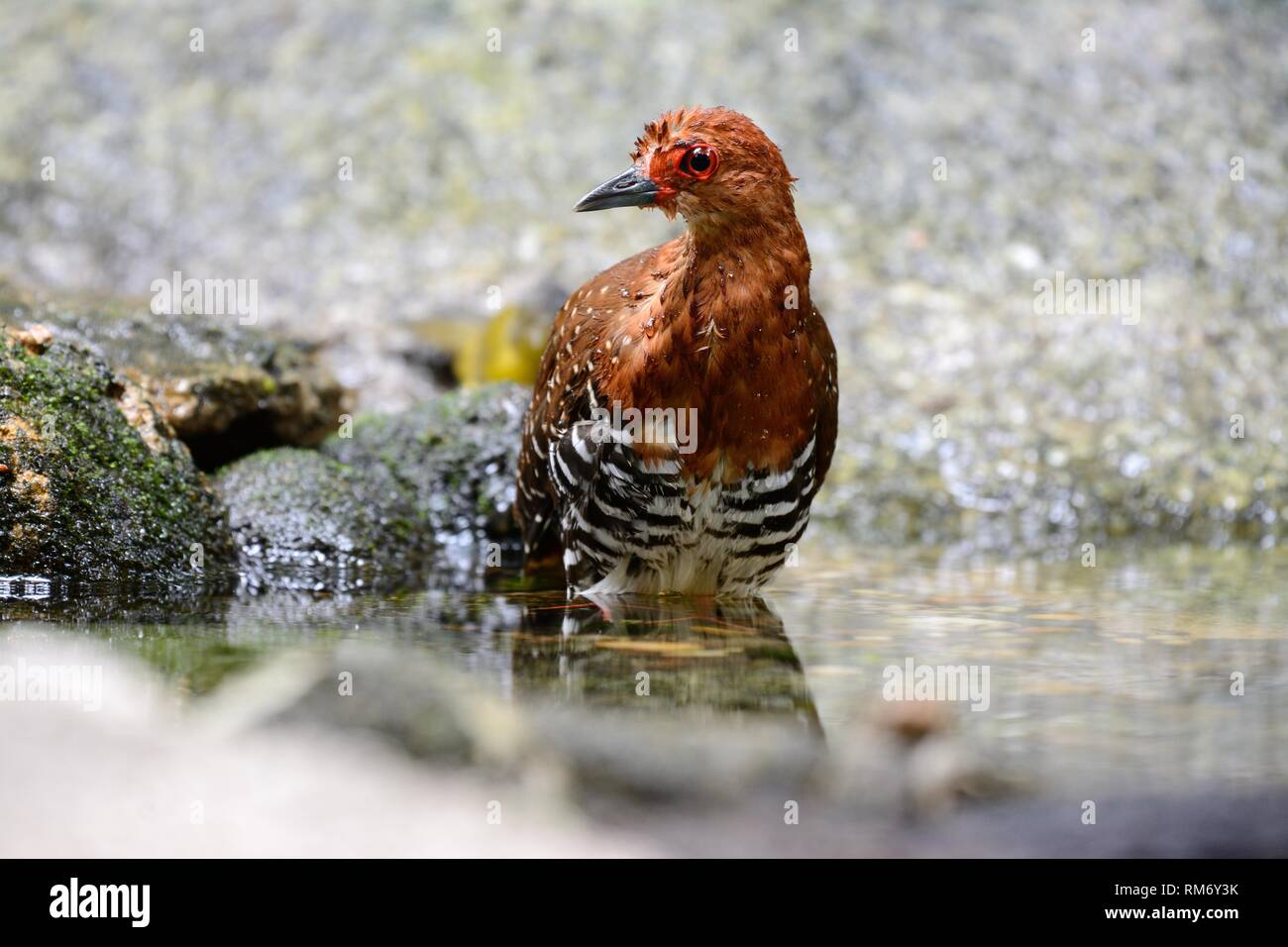 beautiful Red-legged Crake, Malaysian Banded Crake (Rallina fasciata ...