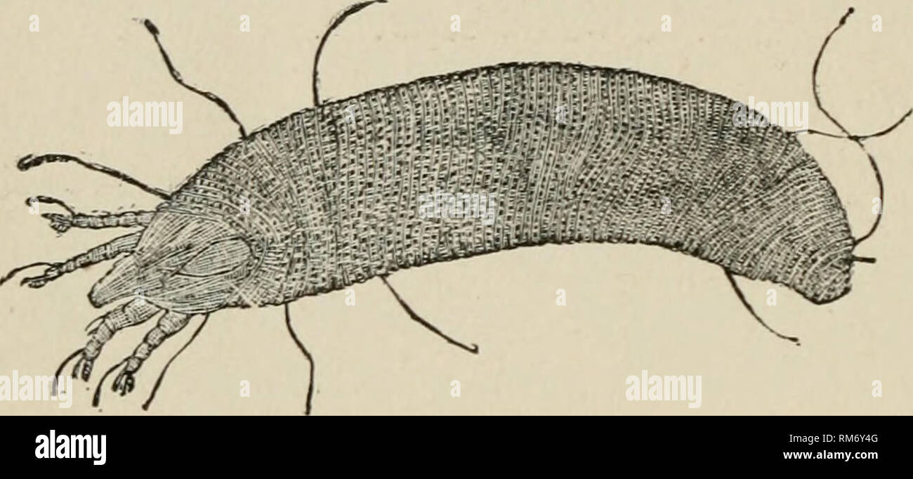 Pear leaf blister mite hi-res stock photography and images - Alamy