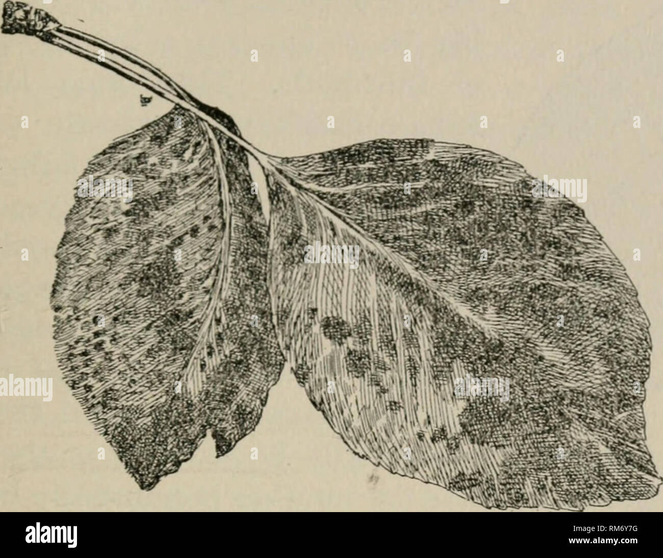 Quince leaf blight hi-res stock photography and images - Alamy