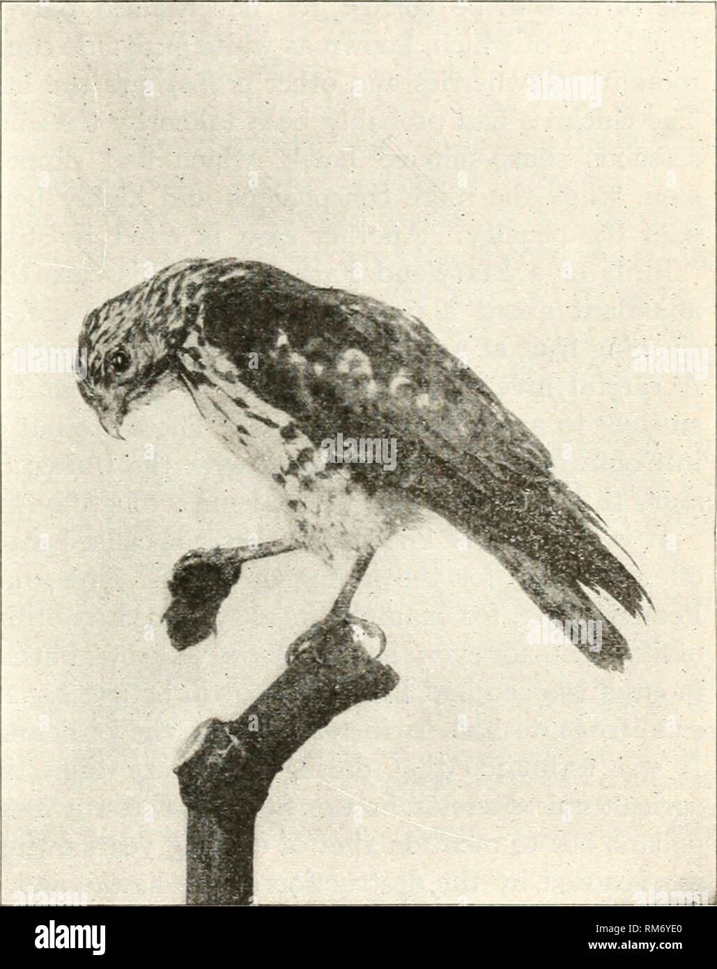 Goshawk Owl High Resolution Stock Photography and Images - Alamy