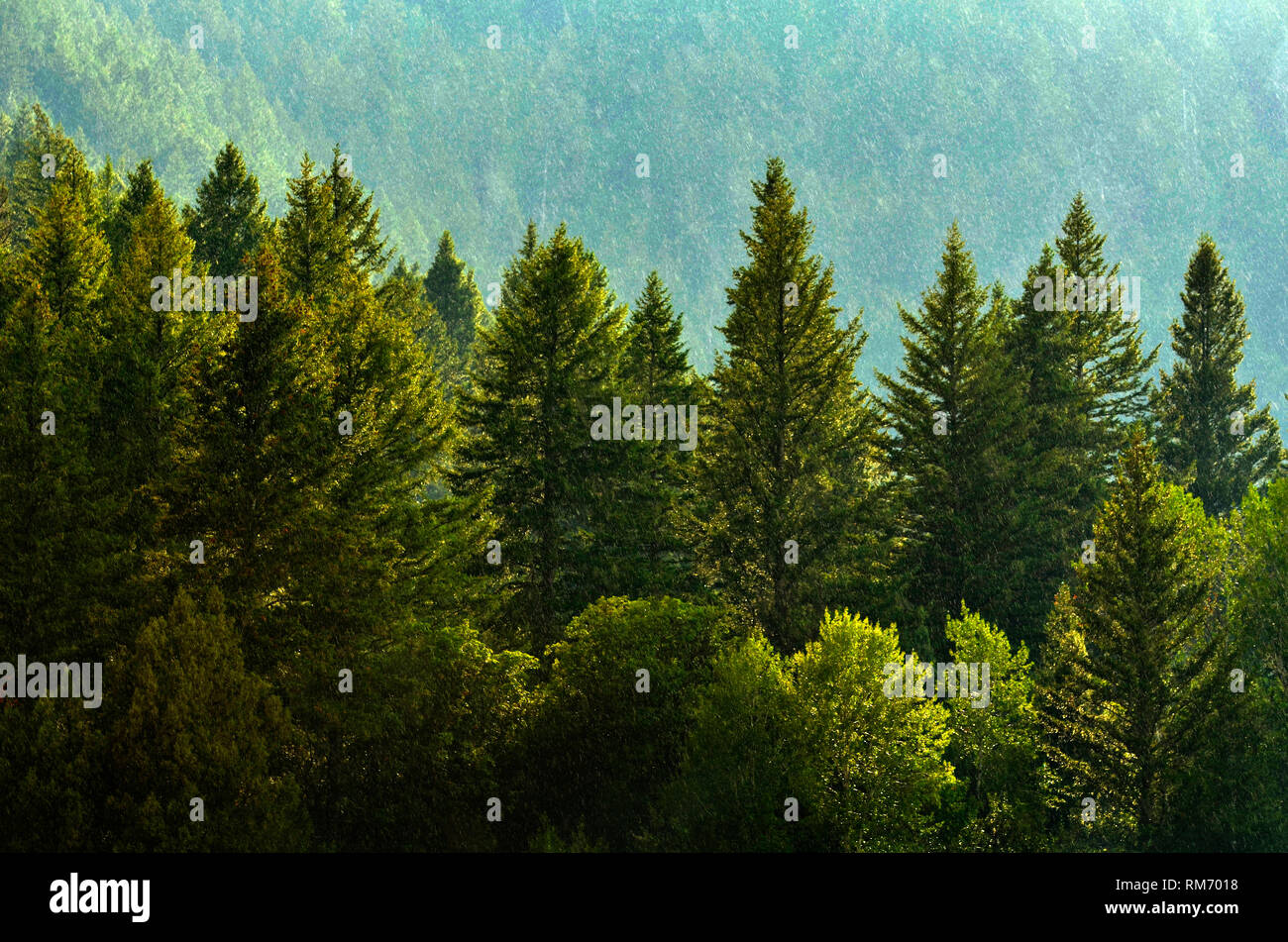 Forest Rain Storm with Drops Falling and Lush Trees Stock Photo - Alamy