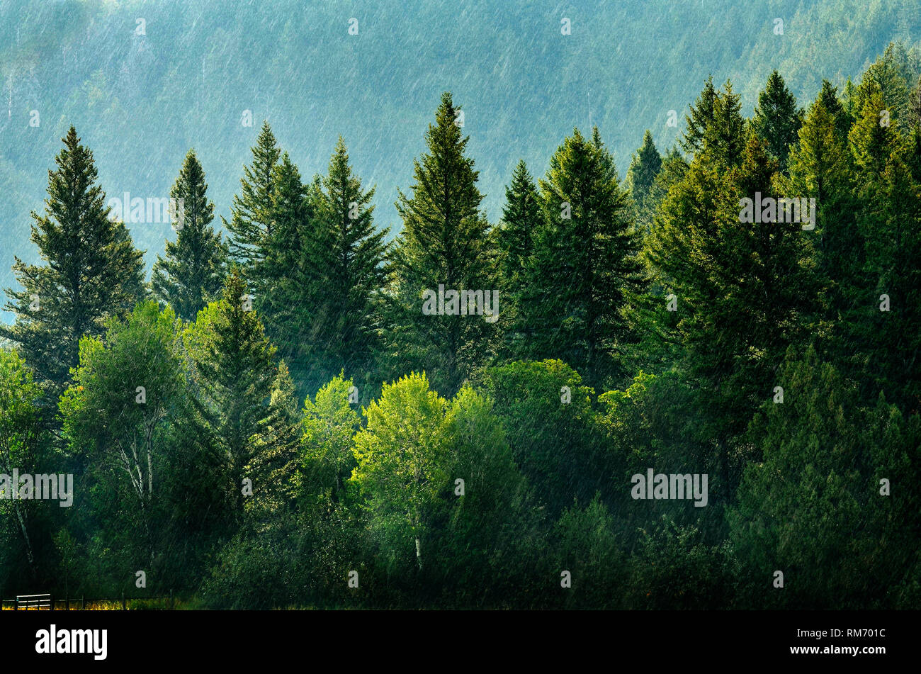 Forest Rain Storm with Drops Falling and Lush Trees Stock Photo - Alamy