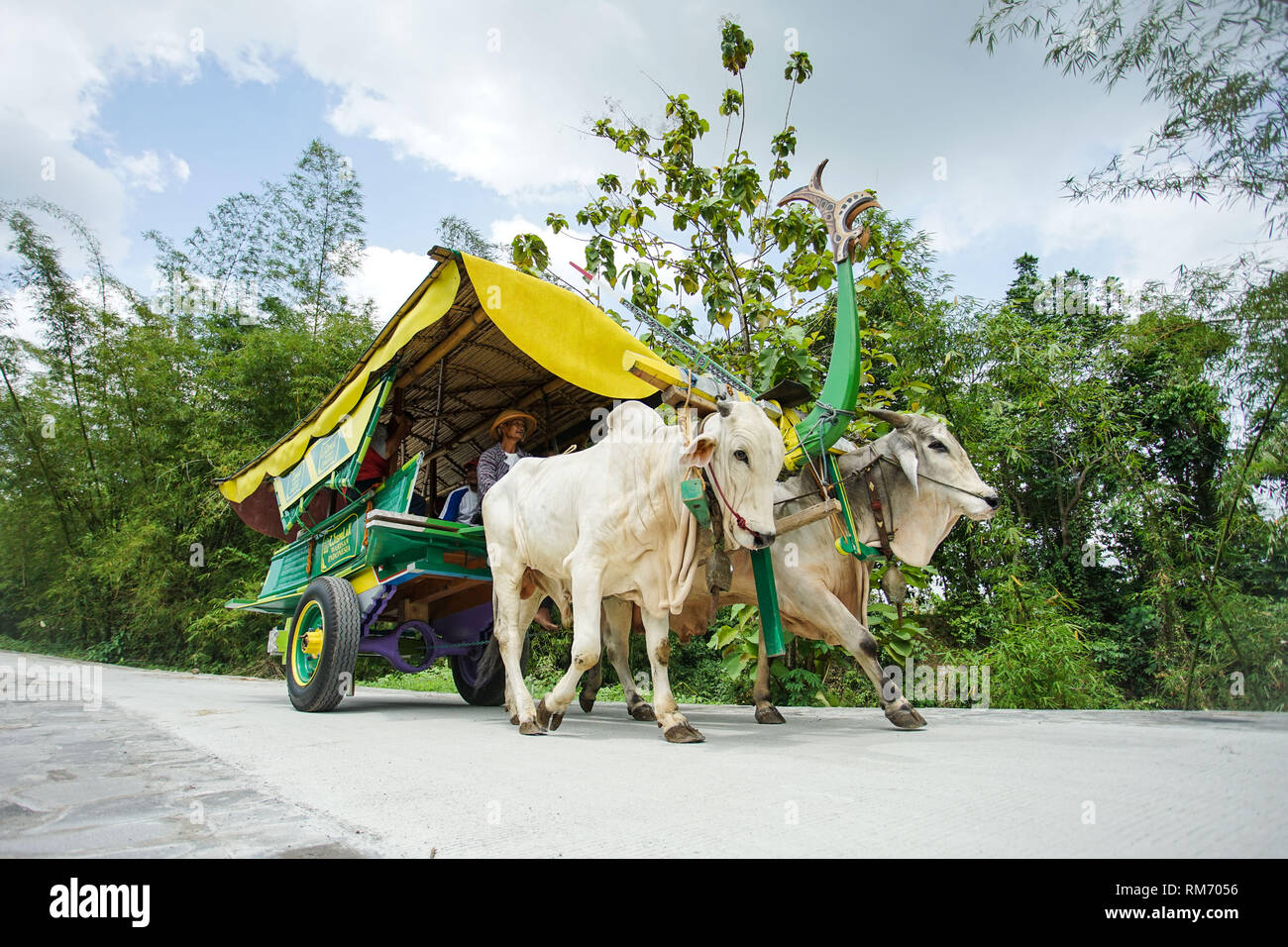 Colorful Javanese traditional cow cart, Gerobak Sapi take a tour in a ...