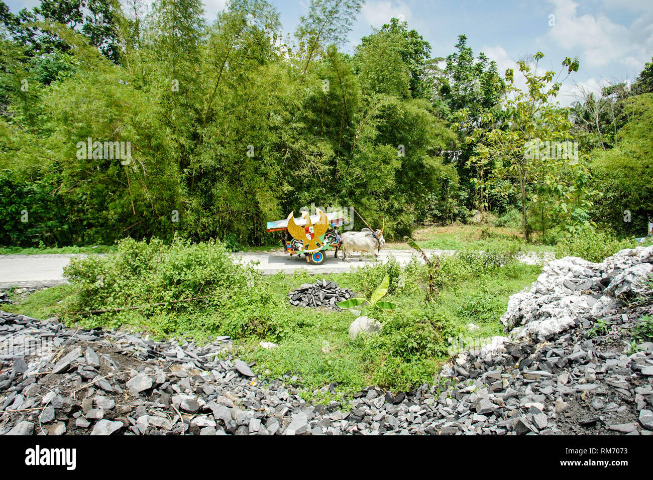 Colorful Javanese traditional cow cart, Gerobak Sapi take a tour in a ...