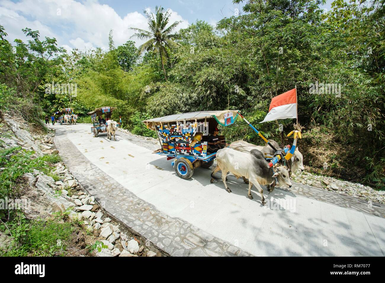 Colorful Javanese traditional cow cart, Gerobak Sapi take a tour in a ...