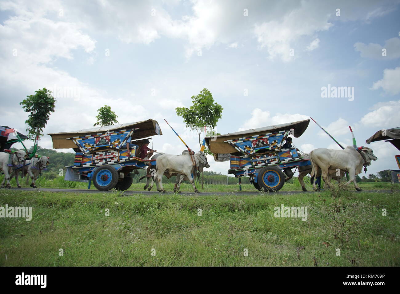 Colorful Javanese traditional cow cart, Gerobak Sapi take a tour in a ...