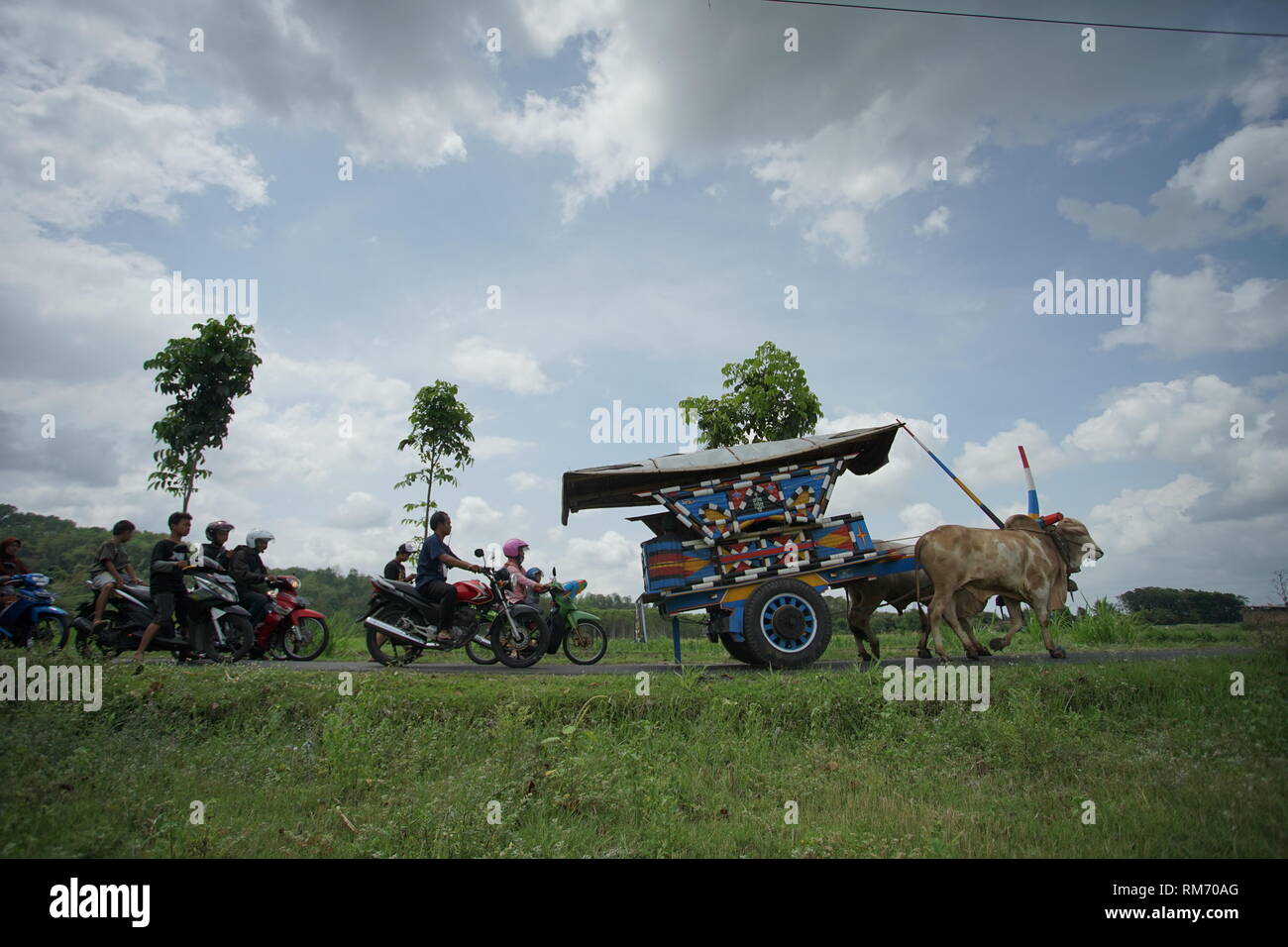 Colorful Javanese traditional cow cart, Gerobak Sapi take a tour in a ...