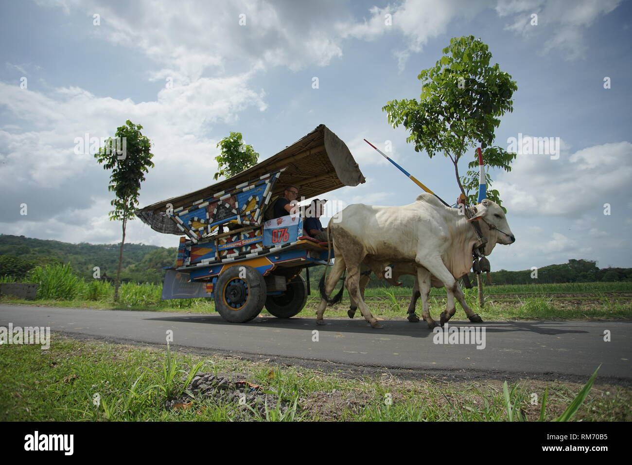 Colorful Javanese traditional cow cart, Gerobak Sapi take a tour in a ...