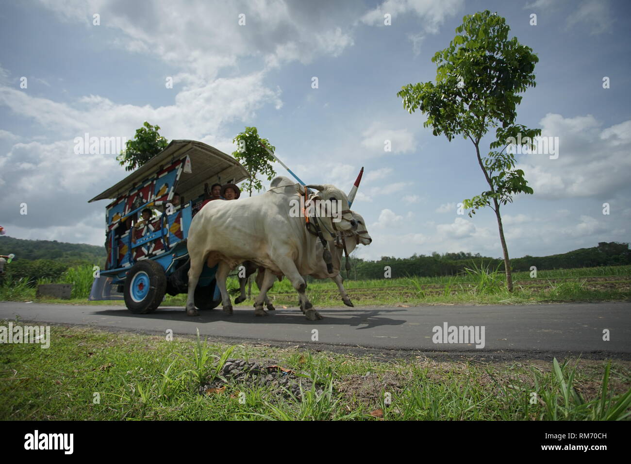 Colorful Javanese traditional cow cart, Gerobak Sapi take a tour in a ...