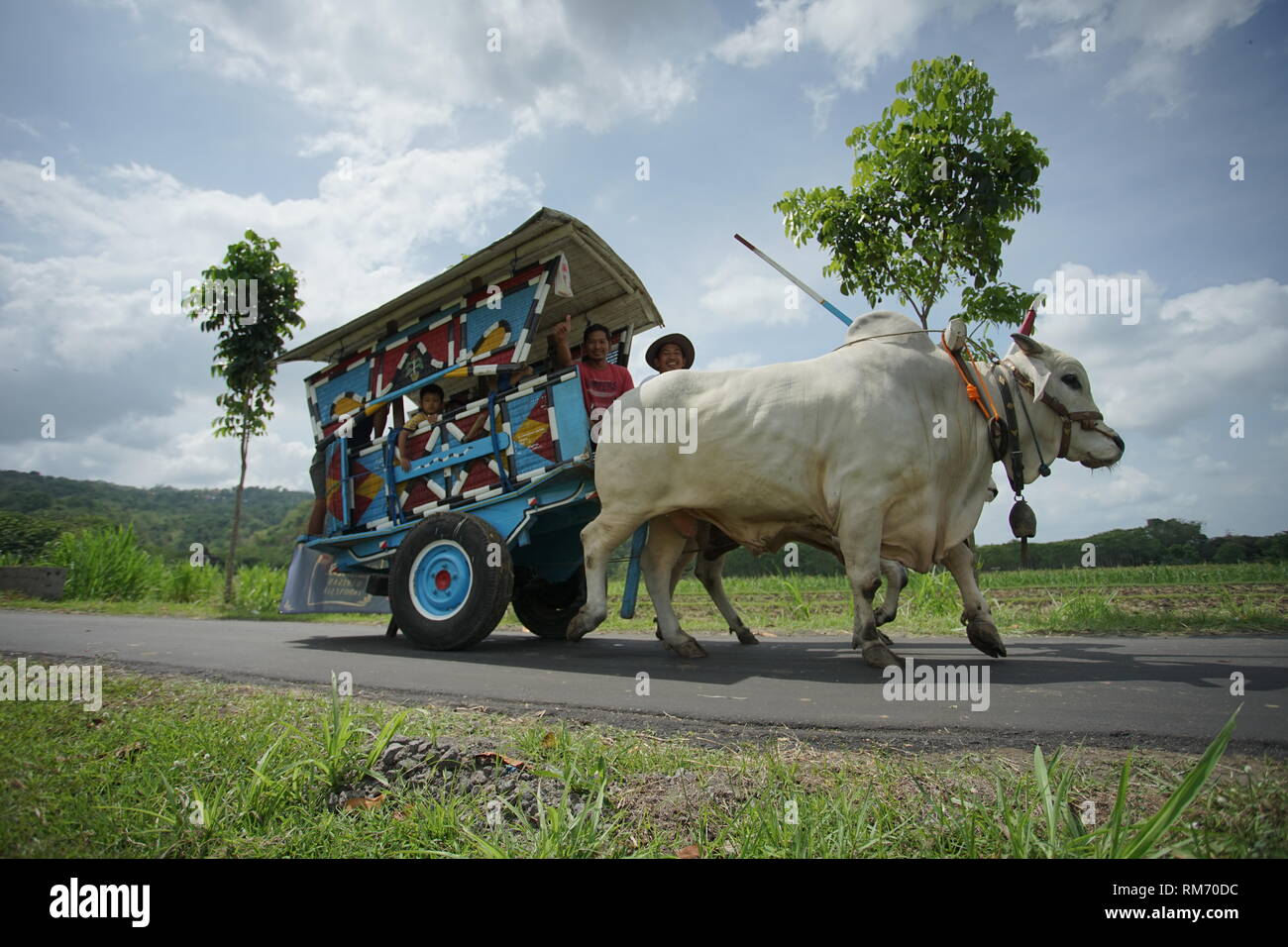 Colorful Javanese traditional cow cart, Gerobak Sapi take a tour in a ...