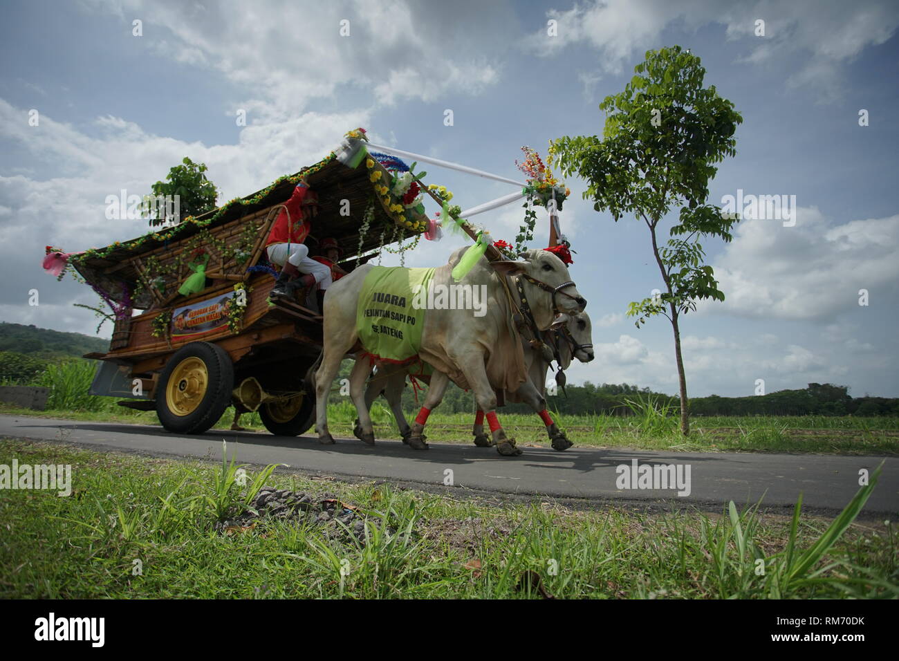 Cow pulling cart hi-res stock photography and images - Alamy