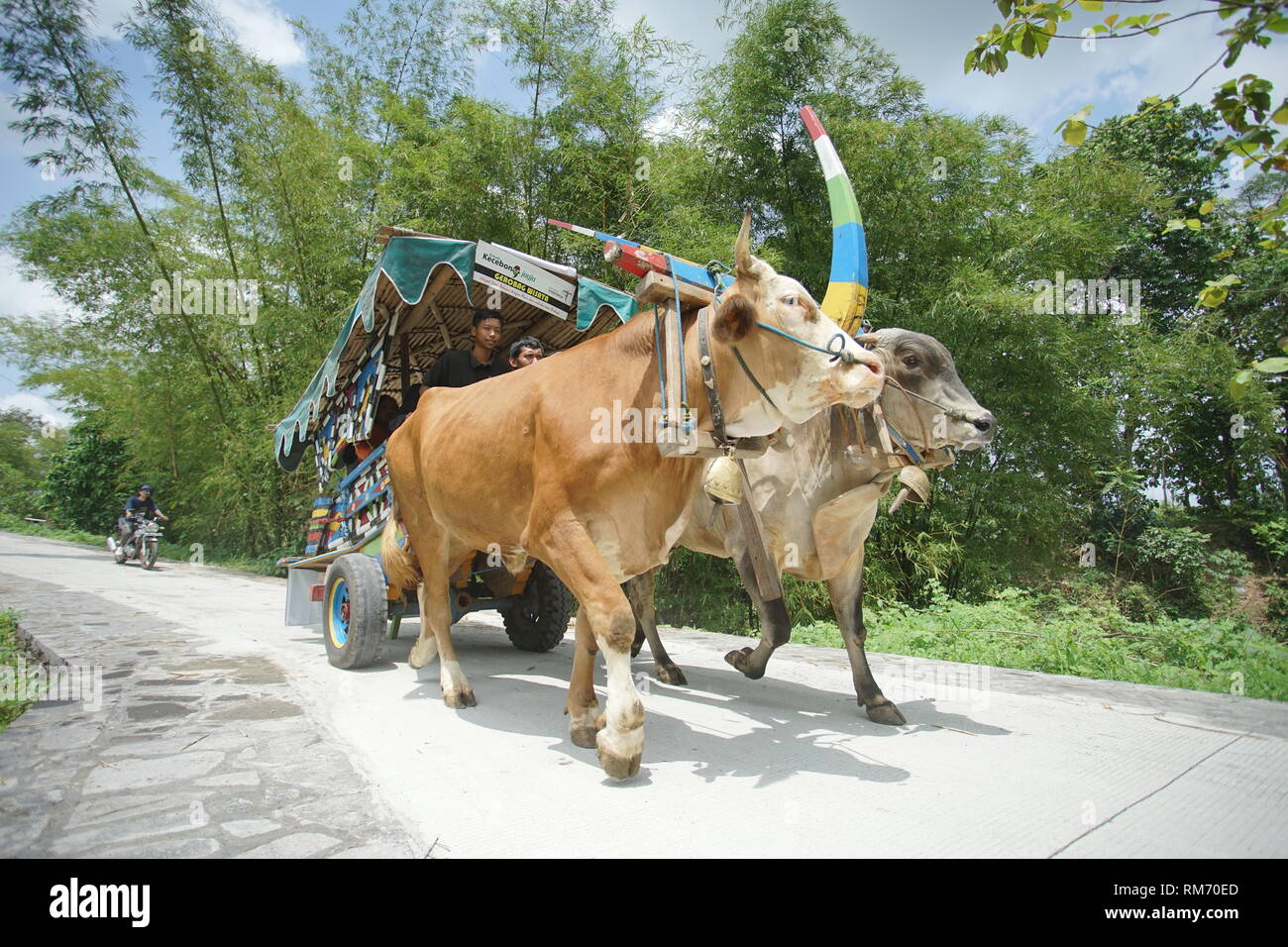 Colorful Javanese traditional cow cart, Gerobak Sapi take a tour in a ...