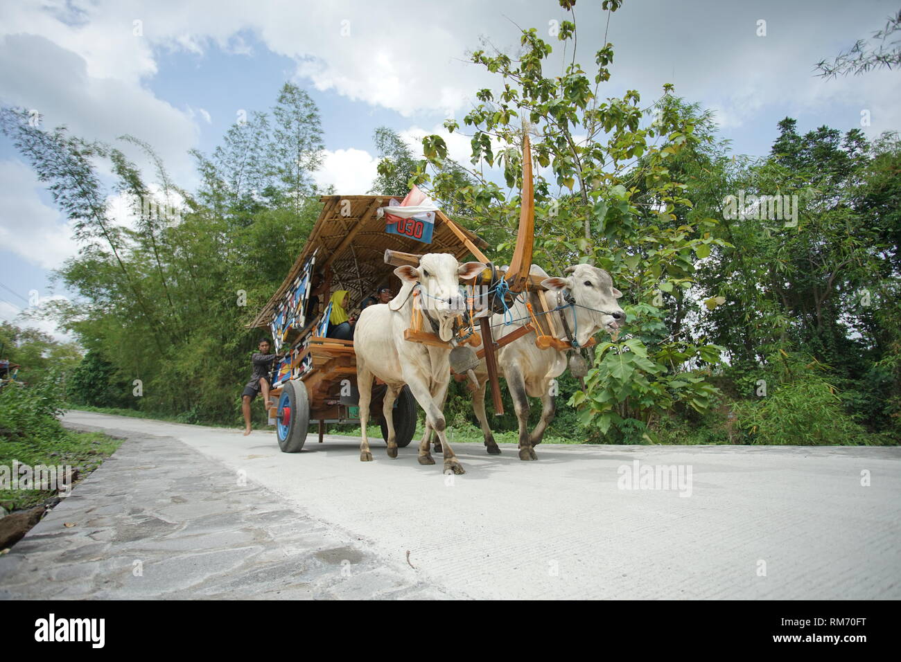 Colorful Javanese traditional cow cart, Gerobak Sapi take a tour in a ...