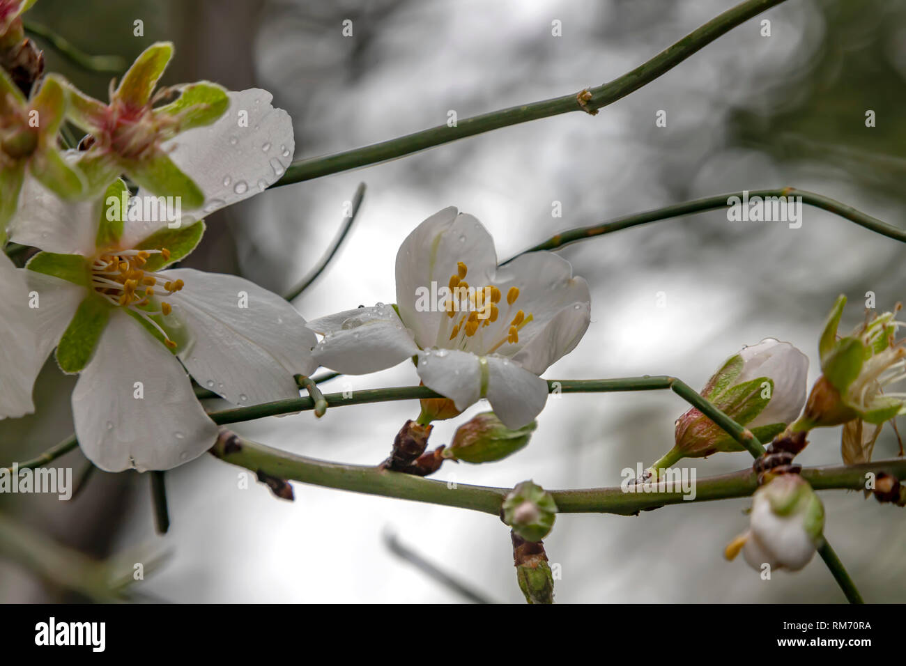 Almond Bud High Resolution Stock Photography and Images - Alamy