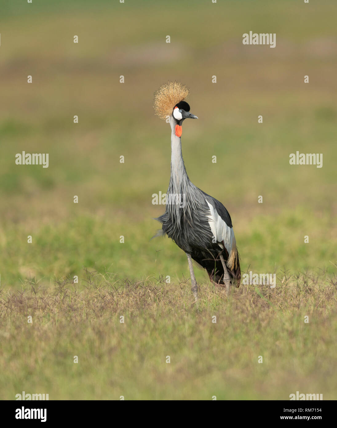 Grey-crowned Crane seent at Masai Mara Stock Photo - Alamy