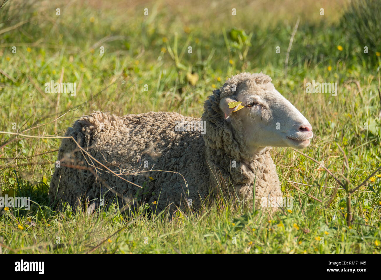 Merino sheep resting in the sun after grazing Stock Photo - Alamy