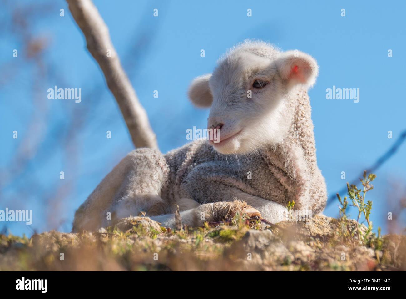 Beautiful and innocent lamb resting in the sun after grazing next to ...