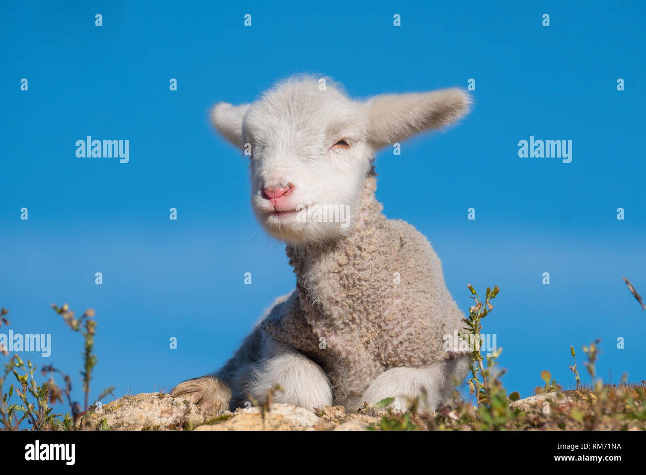 Beautiful and innocent lamb resting in the sun after grazing next to ...