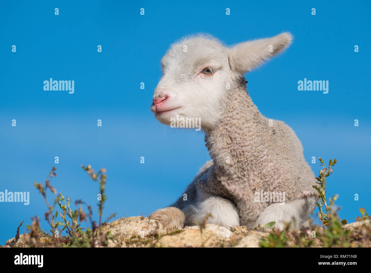 Innocent baby animal hi-res stock photography and images - Alamy